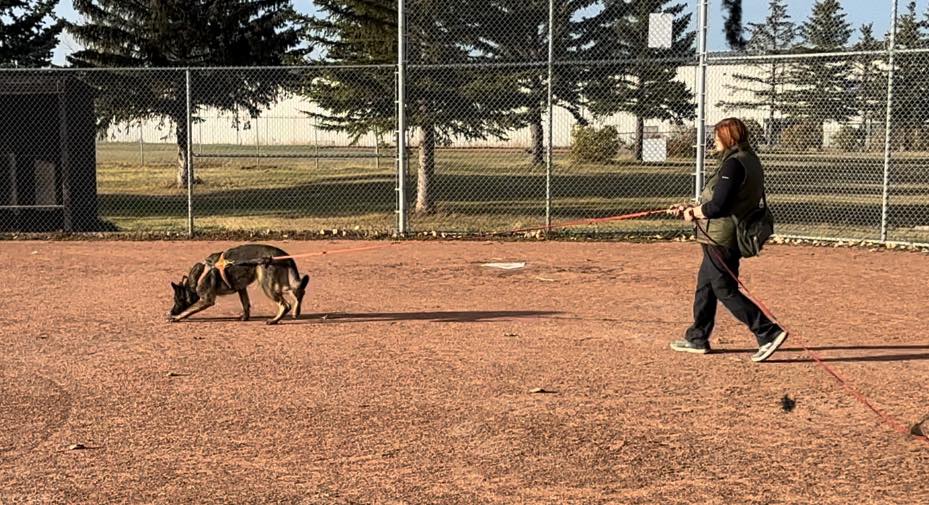 All About Trailing! Seminar, Fun Day, Lessons – K9 Windseekers ...